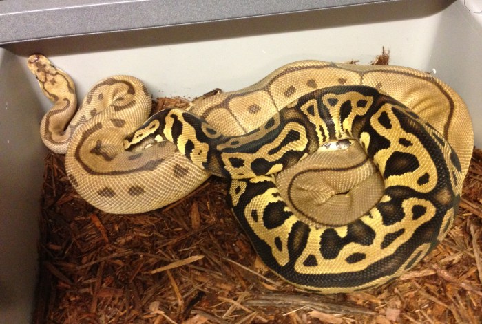 Ball Python’s Next Generation | The Ball Street Journal