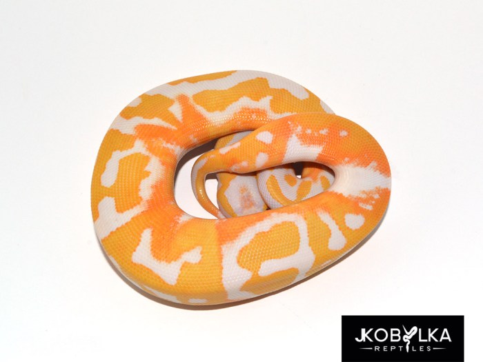 Buyer’s Guide: Dreamsicle project | The Ball Street Journal