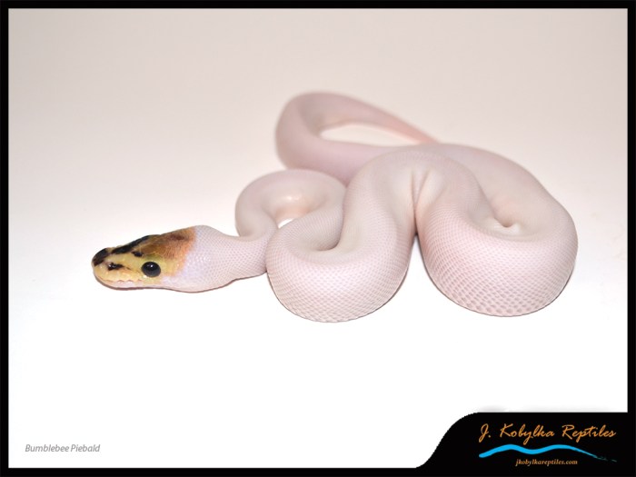 Are Piebald Patterns Truly Random? | The Ball Street Journal