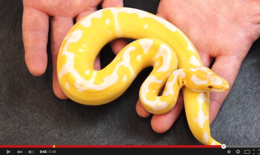 It’s here! New video from MaBalls featuring J. Kobylka Reptiles! | The ...