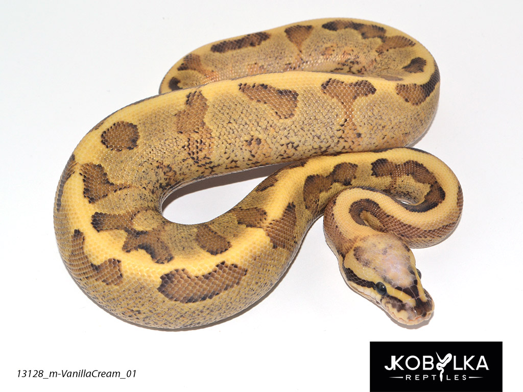 Understanding Allelic Genes in Ball Pythons! | The Ball Street Journal