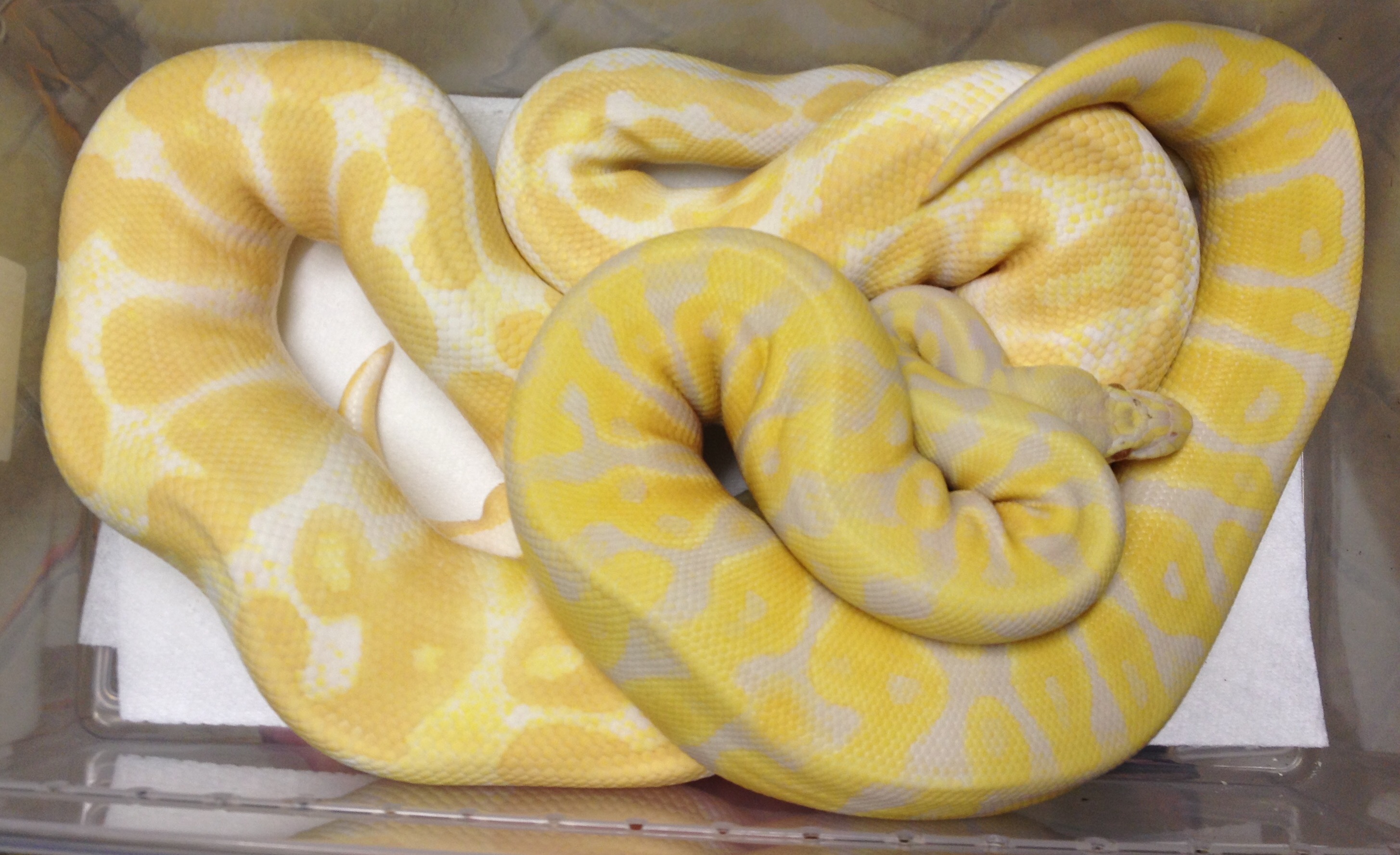 Understanding Allelic Genes in Ball Pythons! | The Ball Street Journal