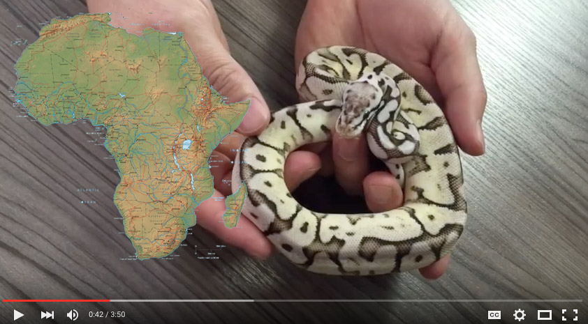 South African Ball Pythons? JKR Investigates | The Ball Street Journal