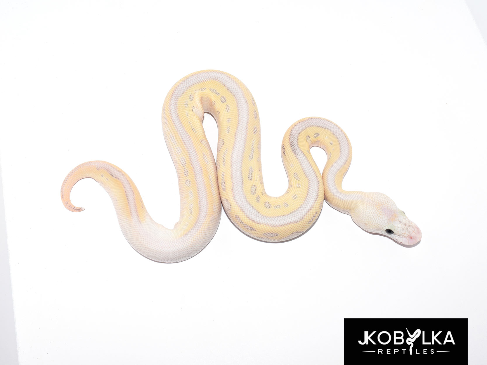 killer_lesser_leo_clown_wobp | The Ball Street Journal