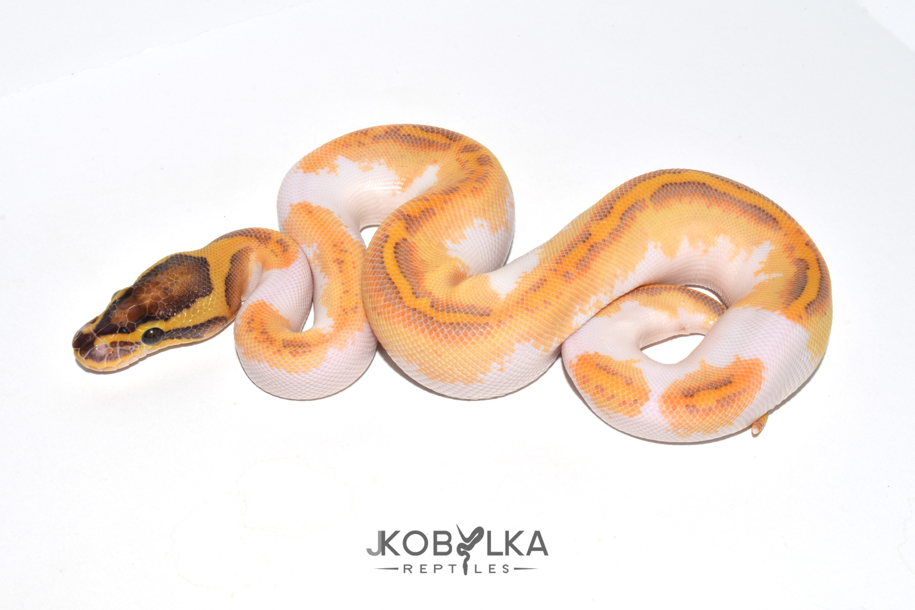 Ball Python’s Next Generation | The Ball Street Journal