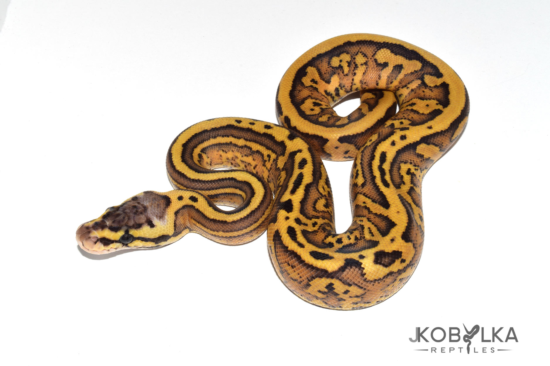 Ball Python’s Next Generation | The Ball Street Journal