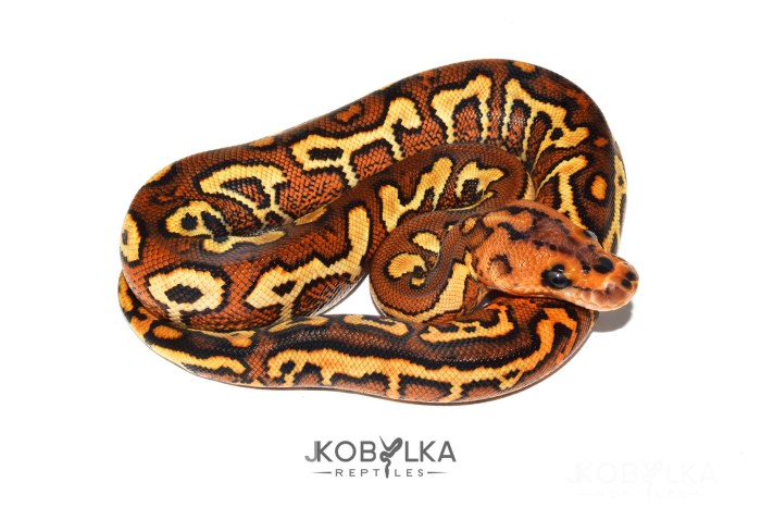 Ball Python’s Next Generation | The Ball Street Journal